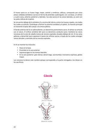 Columna vertebral | DOCX