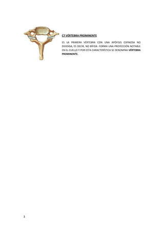 Columna Vertebral | DOCX