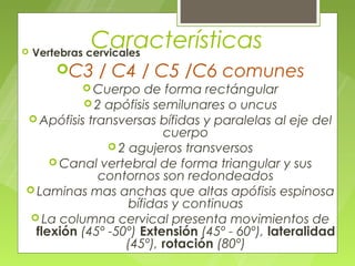 Columna vertebral | PPT