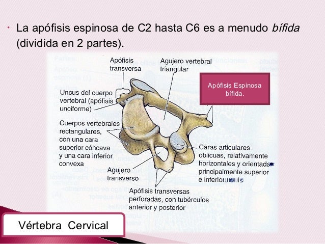 Columna vertebral