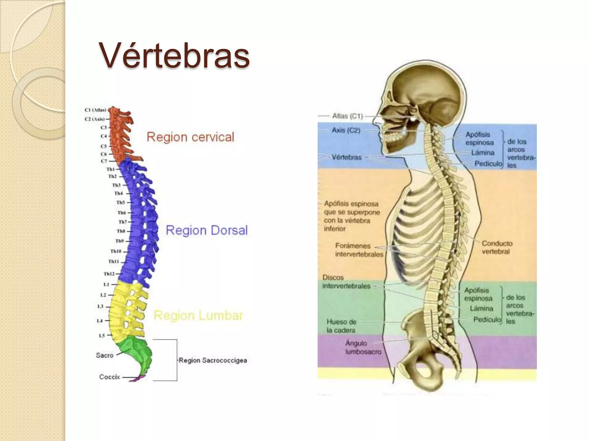 Columna vertebral | PPTX