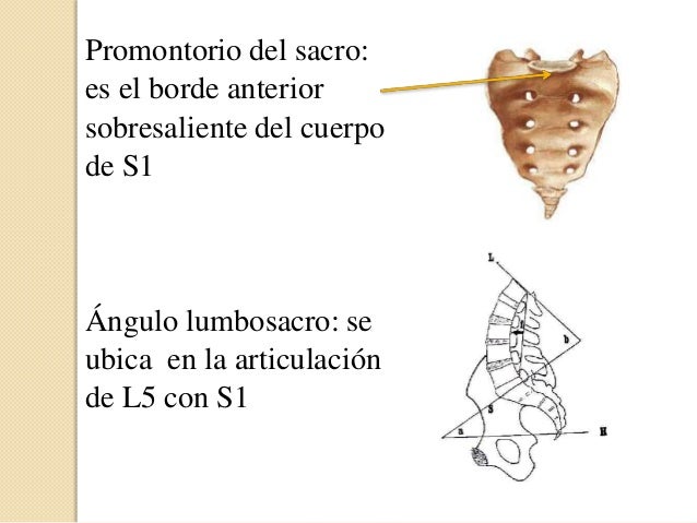 Columna vertebral