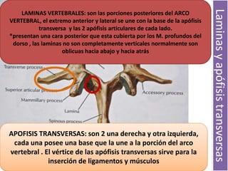 Columna vertebral. | PPTX
