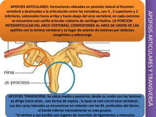 Columna vertebral. | PPTX