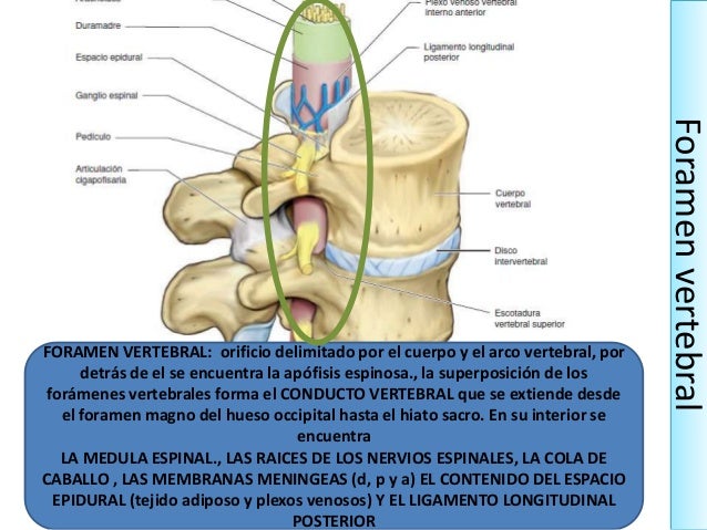 Columna vertebral.