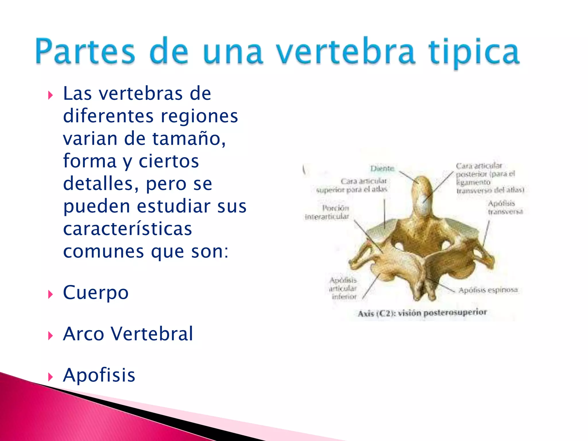 Columna vertebral | PPT