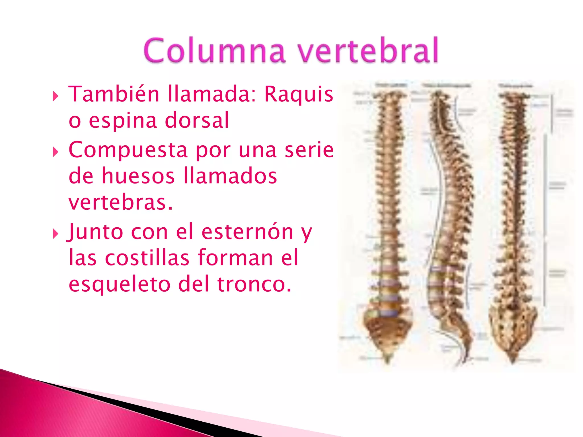 Columna vertebral | PPT