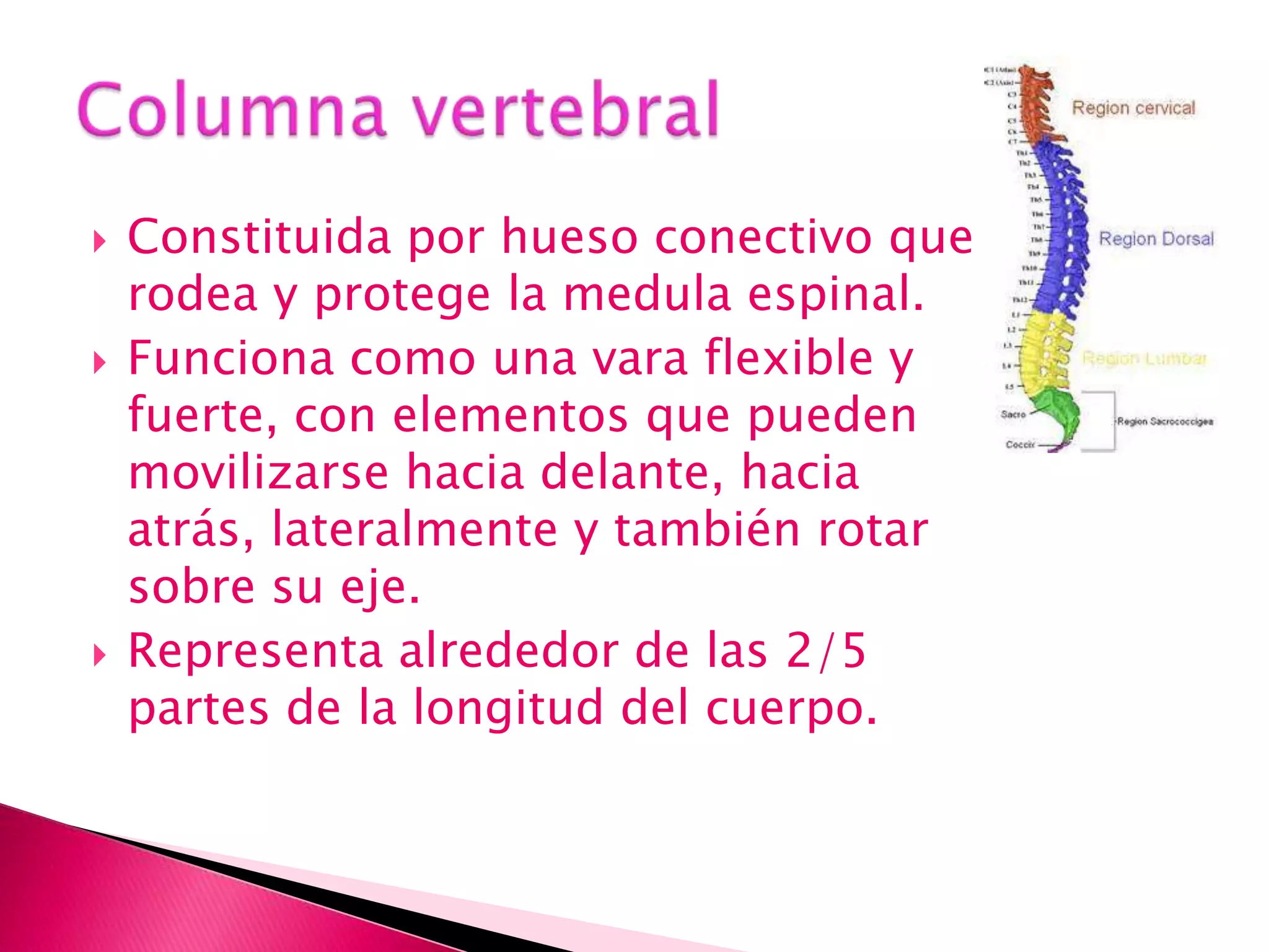 Columna vertebral | PPT