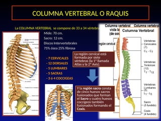 Semiología columna vertebral cervical dorsal y lumbar | PPTX