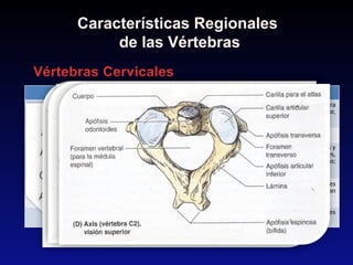 Semiología columna vertebral cervical dorsal y lumbar | PPTX