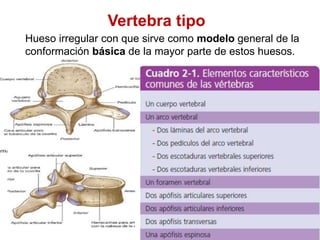 Columna vertebral-vertebra tipo | PPTX