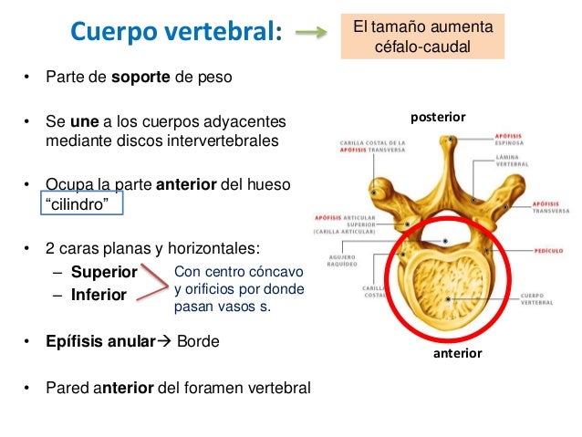 Columna vertebral-vertebra tipo