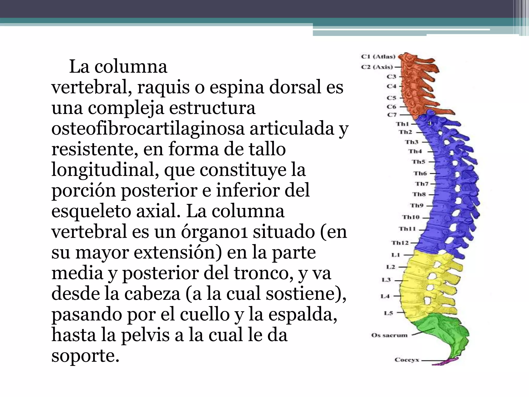 Columna vertebral | PPTX