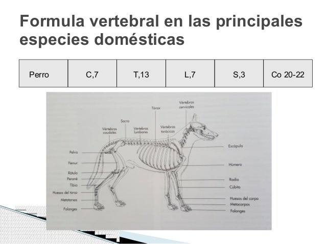 APARATO LOCOMOTOR. TRONCO
