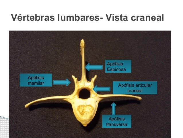APARATO LOCOMOTOR. TRONCO