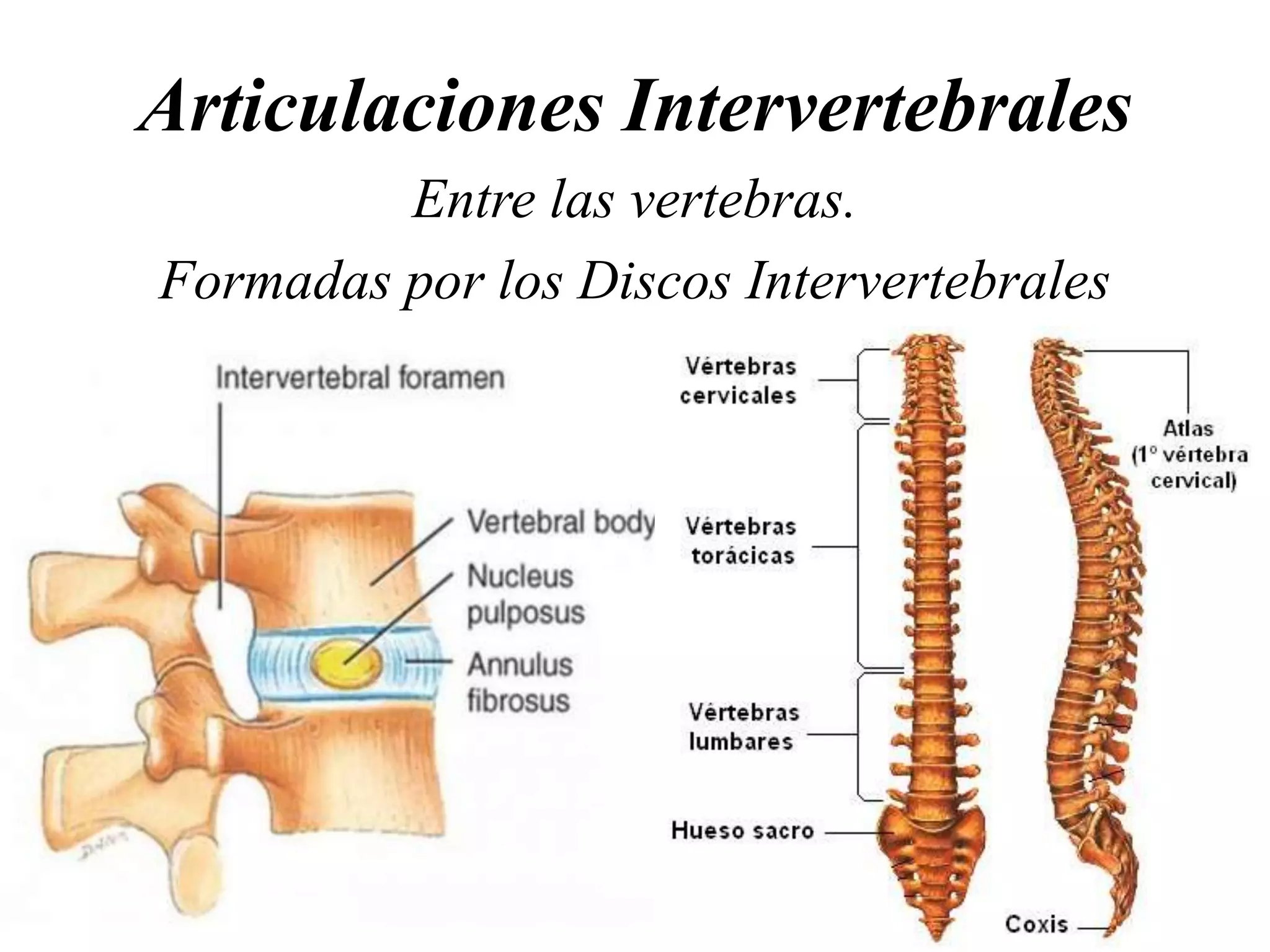 Anatomía Radiológica de la columna vertebral | PPTX