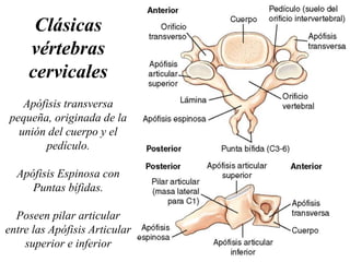 Anatomía Radiológica de la columna vertebral | PPTX