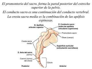 Anatomía Radiológica de la columna vertebral | PPTX