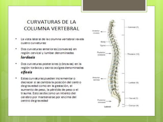 Columna vertebral | PPTX