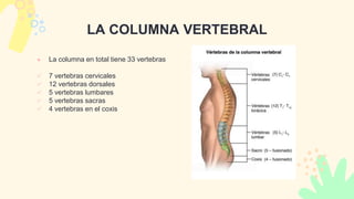 columna vertebral.pptx