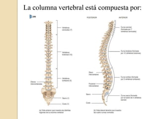 COLUMNA VERTEBRAL.pptx