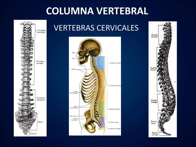 ANATOMIA DE LA COLUMNA VERTEBRAL CERVICALES, TORACICAS, LUMBARES Y ...