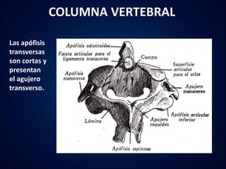 ANATOMIA DE LA COLUMNA VERTEBRAL CERVICALES, TORACICAS, LUMBARES Y ...
