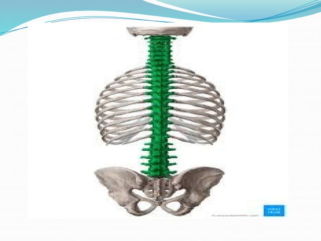 Columna vertebral anatomia presentacion. | PPTX