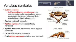 Columna Vertebral, sus caracteristcas y punto importantes.pptx