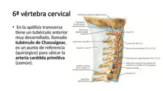 Columna Vertebral, sus caracteristcas y punto importantes.pptx