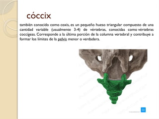 columna vertebral-espina dorsal - raquis | PPTX
