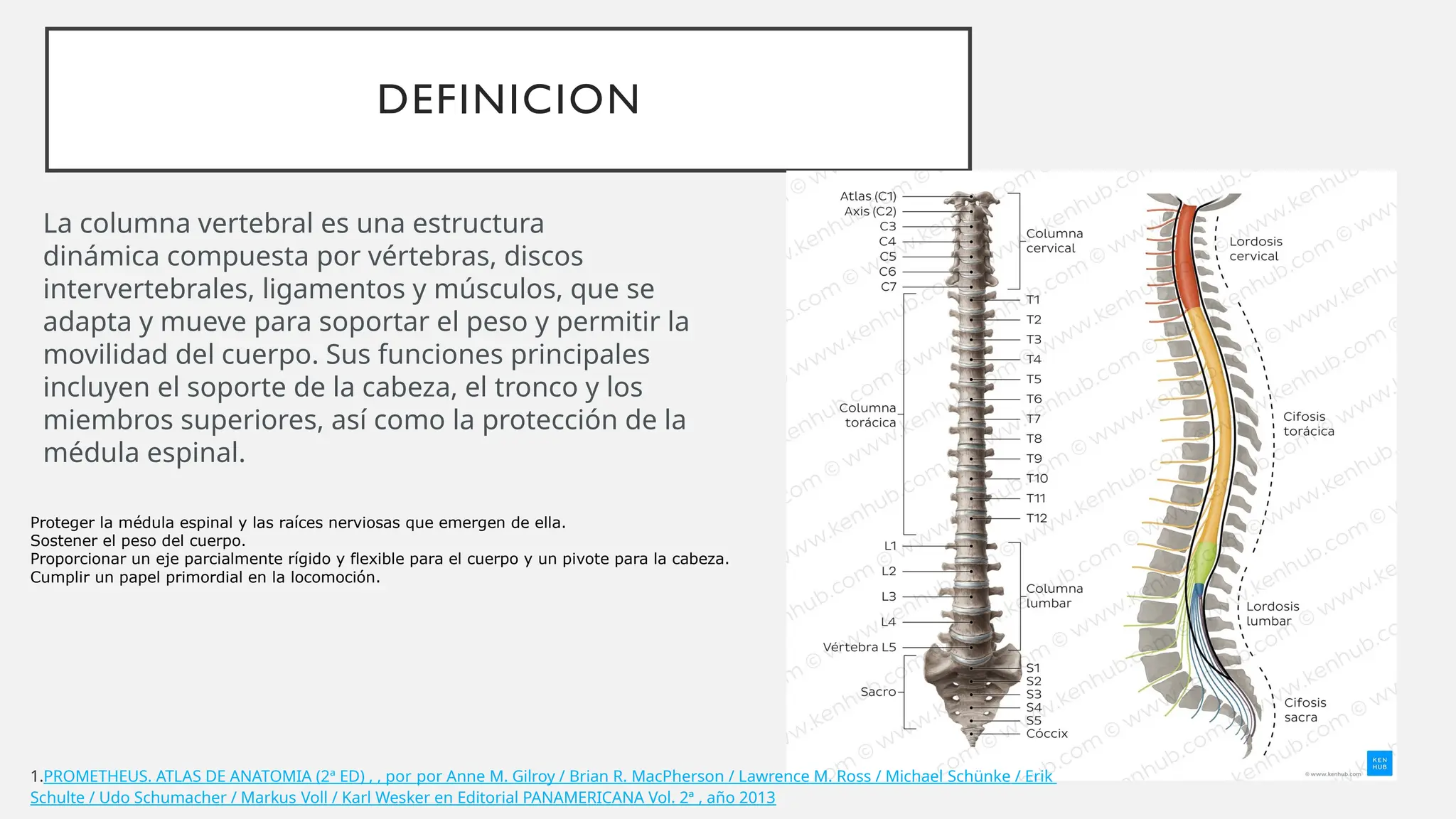 anatomía de columna anestesiología consideraciones | PPTX