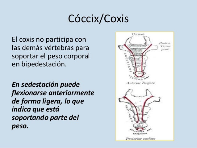 Columna vertebral