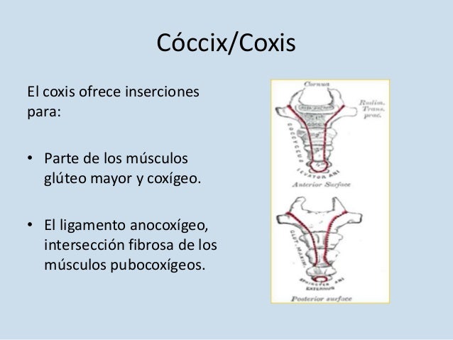 Columna vertebral