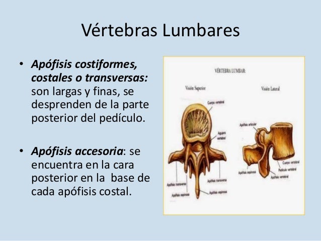 Columna vertebral