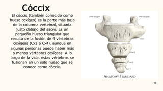 Columna vertebral: huesos, músculos, inervación. | PPTX