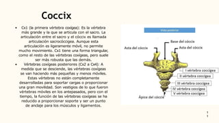 Columna vertebral: huesos, músculos, inervación. | PPTX