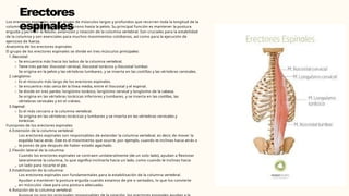 Columna vertebral: huesos, músculos, inervación. | PPTX
