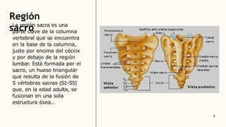 Columna vertebral: huesos, músculos, inervación. | PPTX