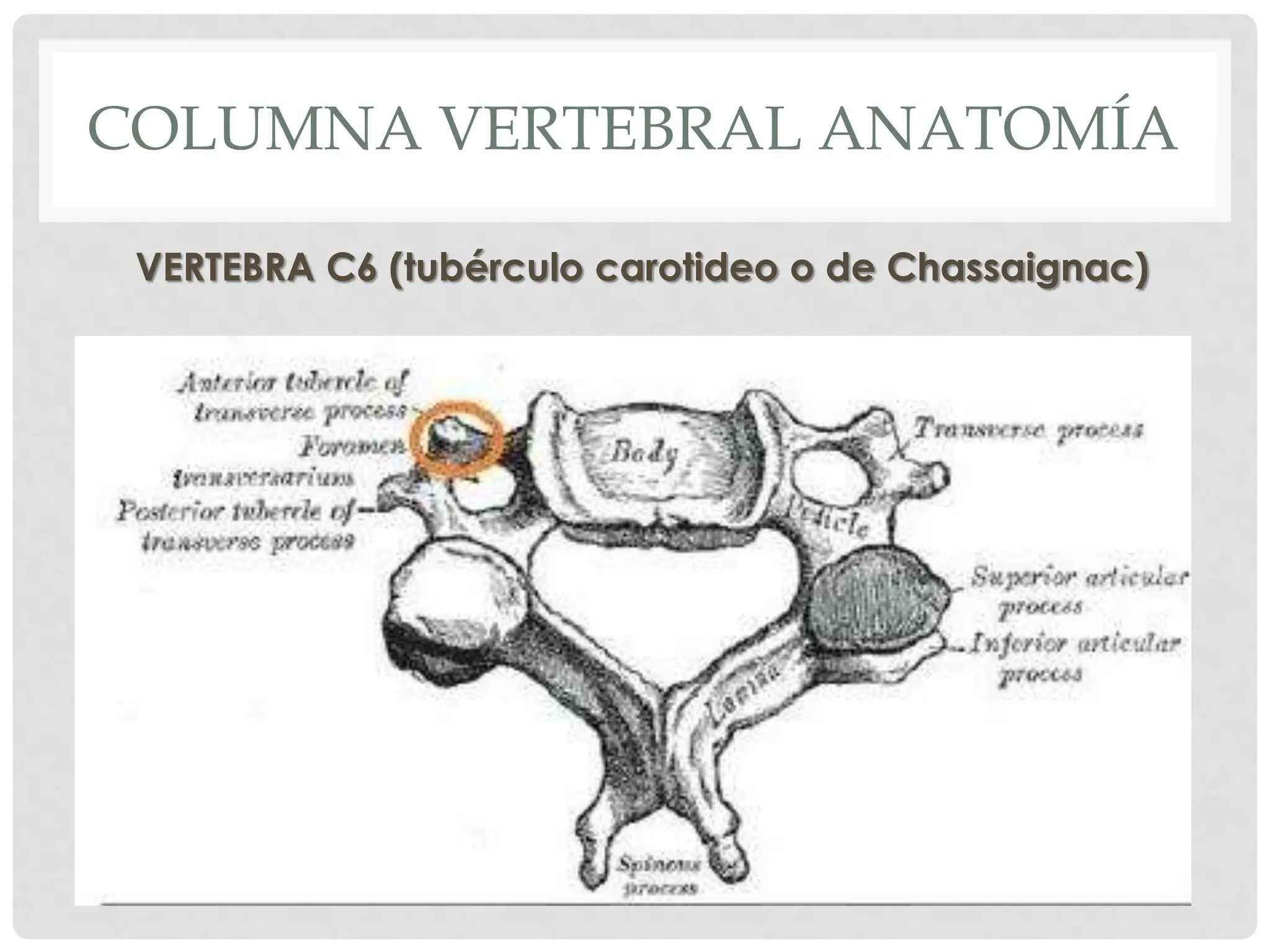 Anatomia de la columna vertebral cervical, dorsal y lumbosacra | PDF ...