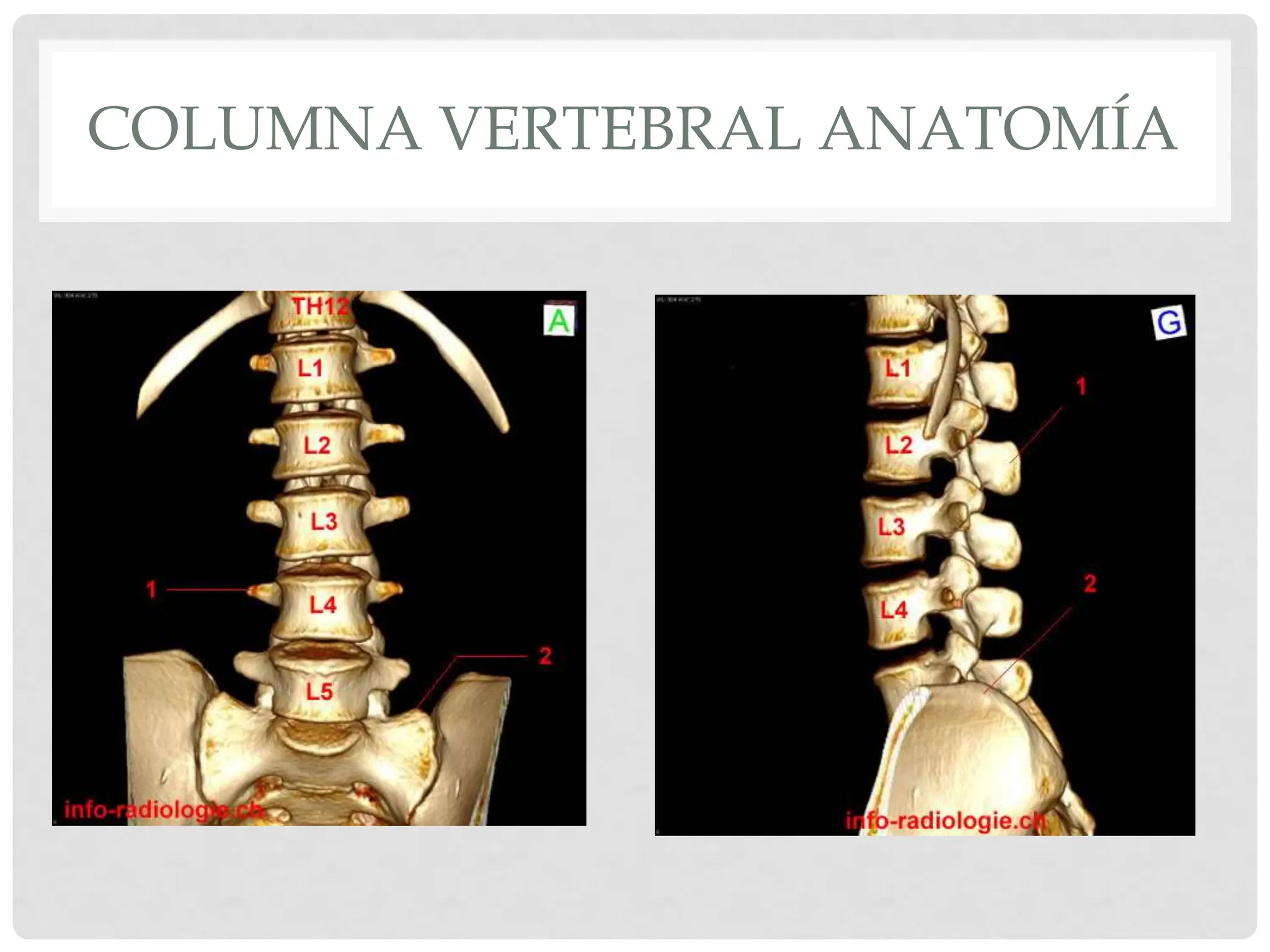 Anatomia de la columna vertebral cervical, dorsal y lumbosacra | PPT