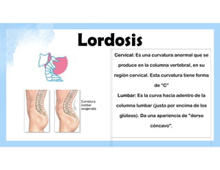Columna Vertebral. Introducción al tema . | PDF