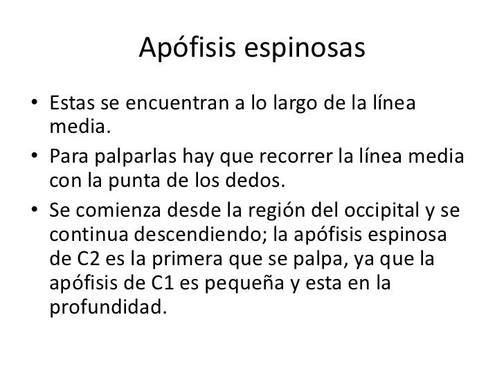 Que Es Apofisis Espinosa - handcaltinstr44