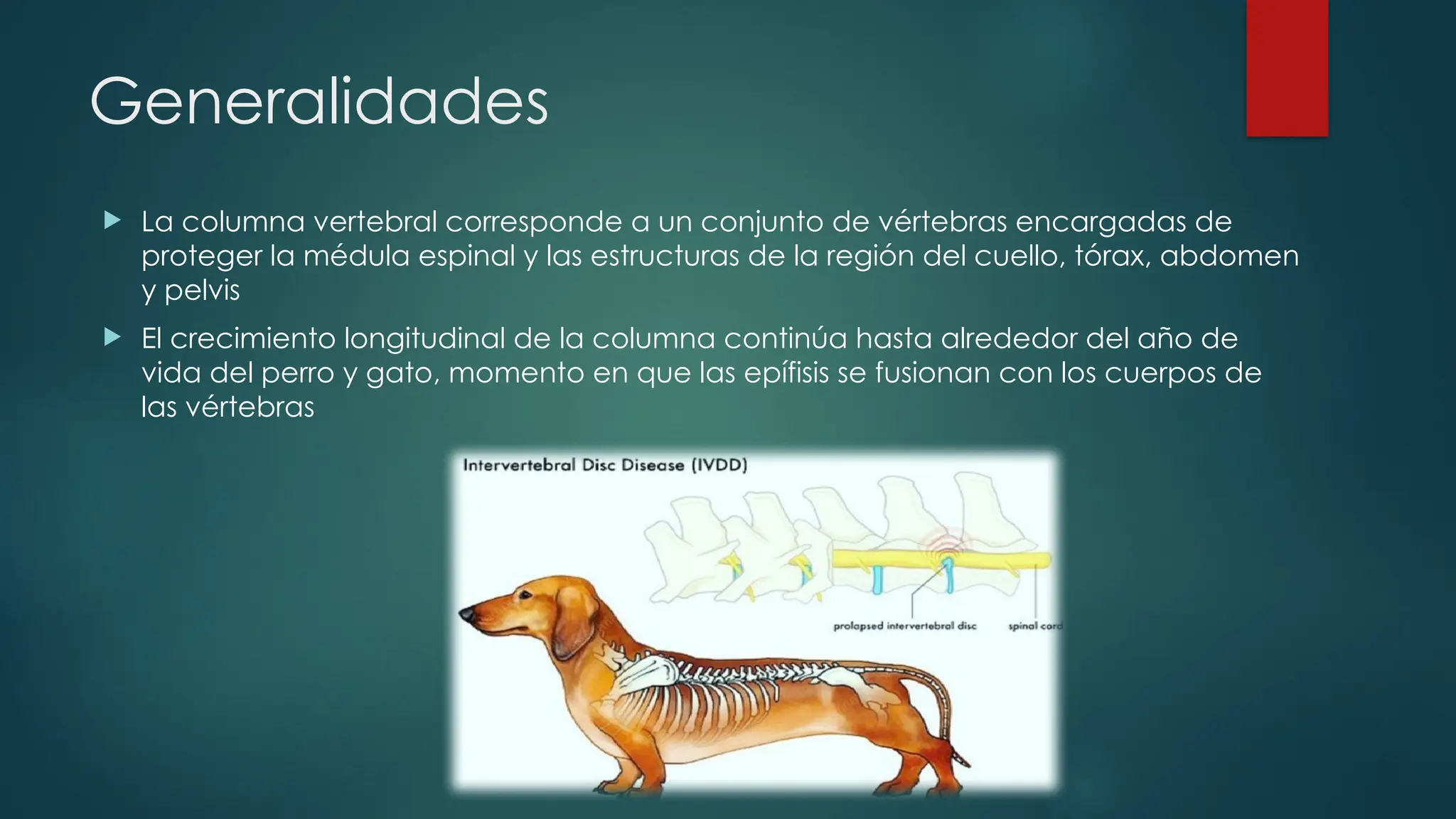 Columna vertebral del canino medicina vet.pptx