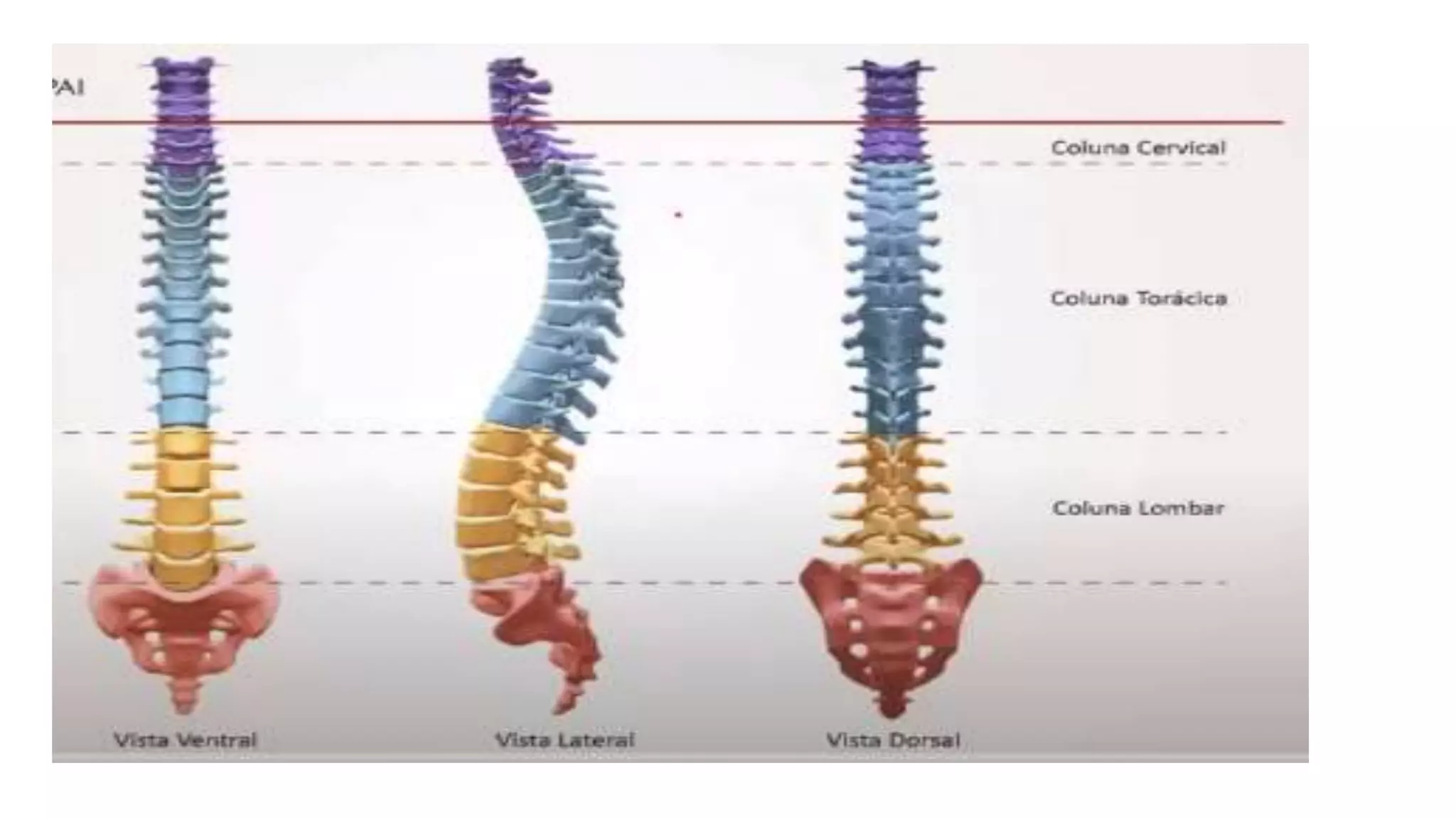 Columna Vertebral Exposicion.pptx