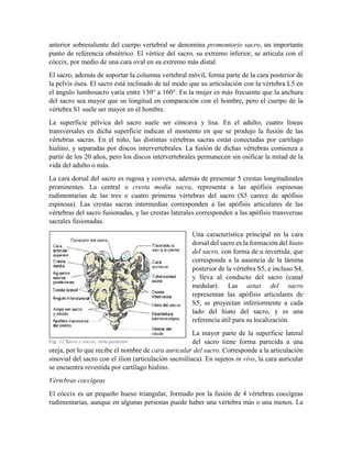 Posicionamiento de columna vertebral total y lumbar | PDF