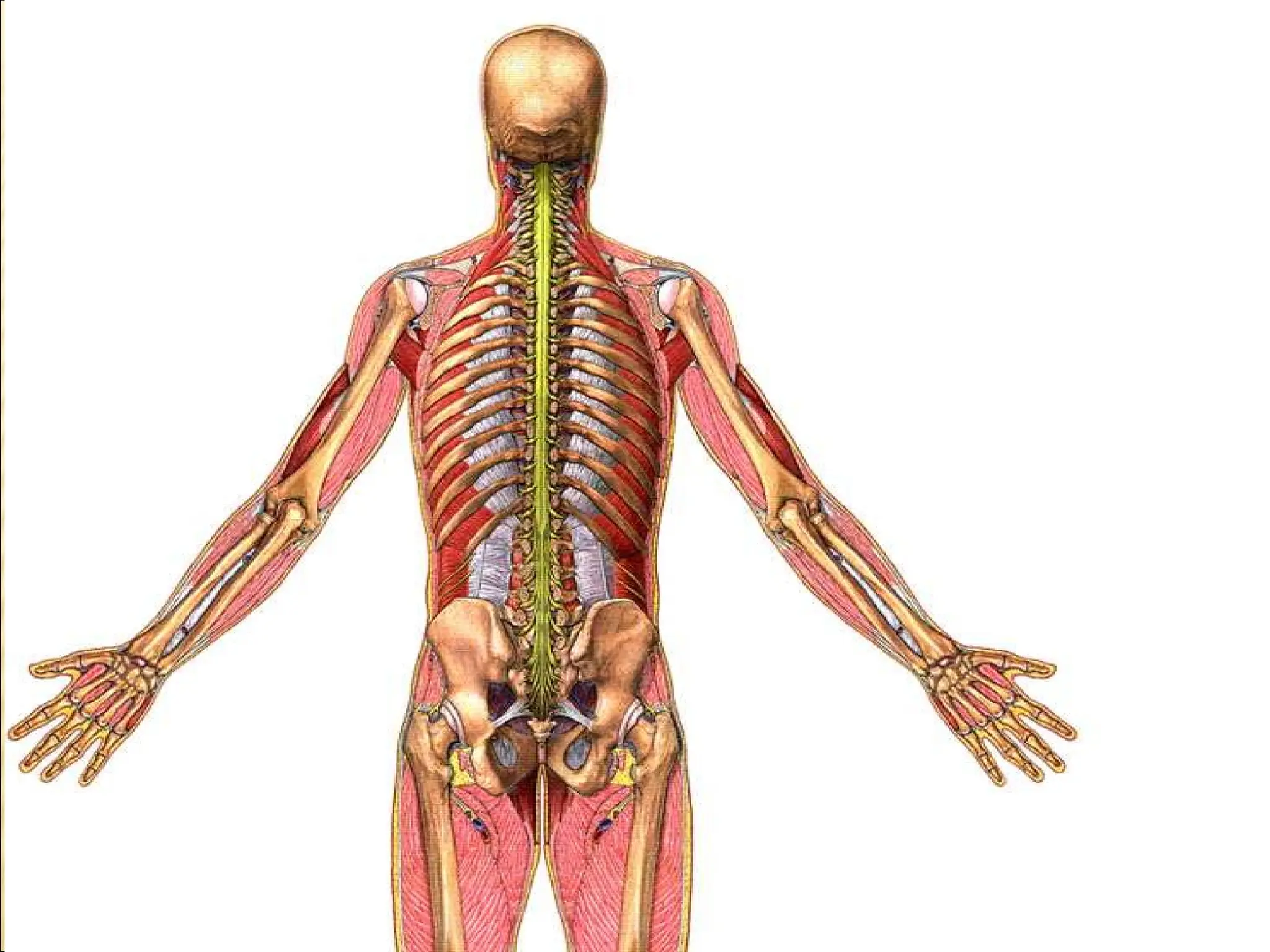 Anatomía de la Columna vertebral y Médula Espinal.ppt