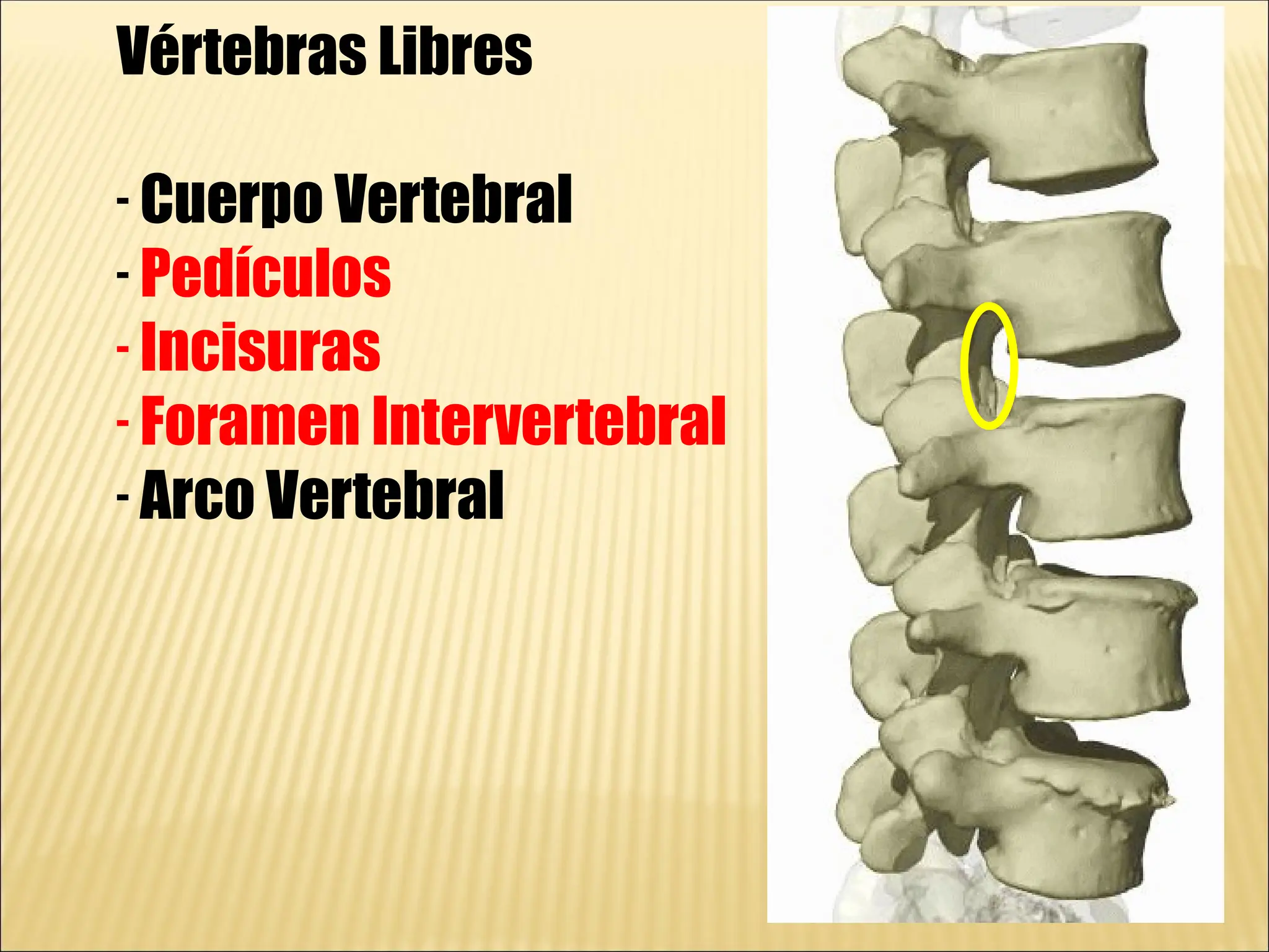 Anatomía de la Columna vertebral y Médula Espinal.ppt