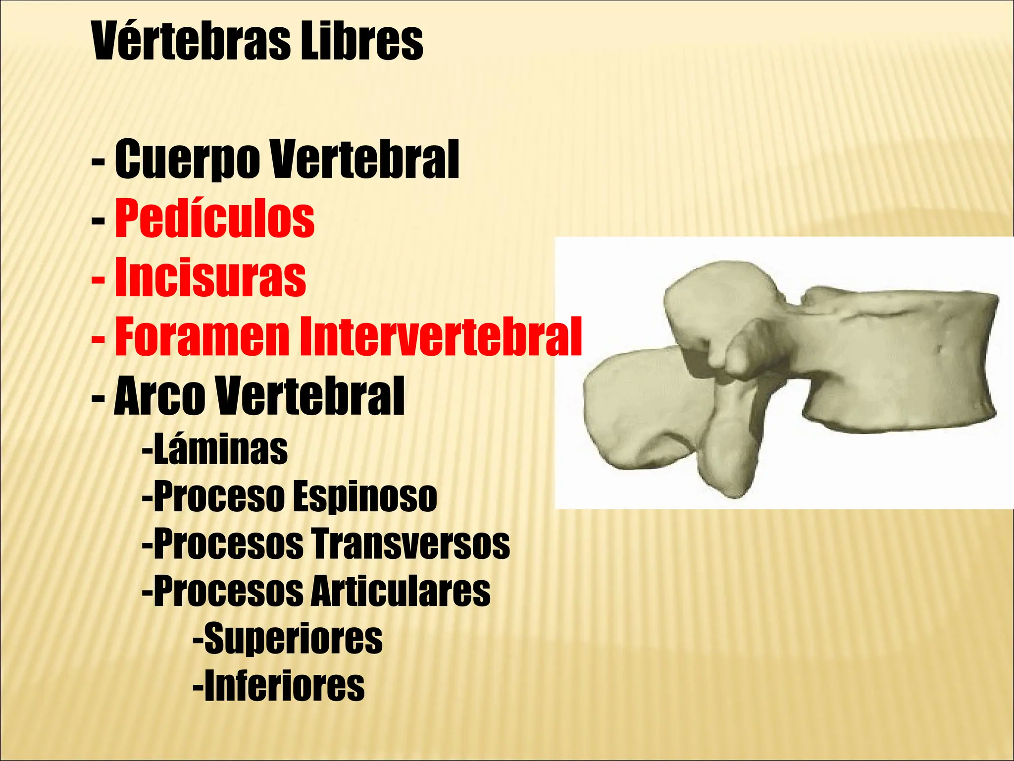 Anatomía de la Columna vertebral y Médula Espinal.ppt
