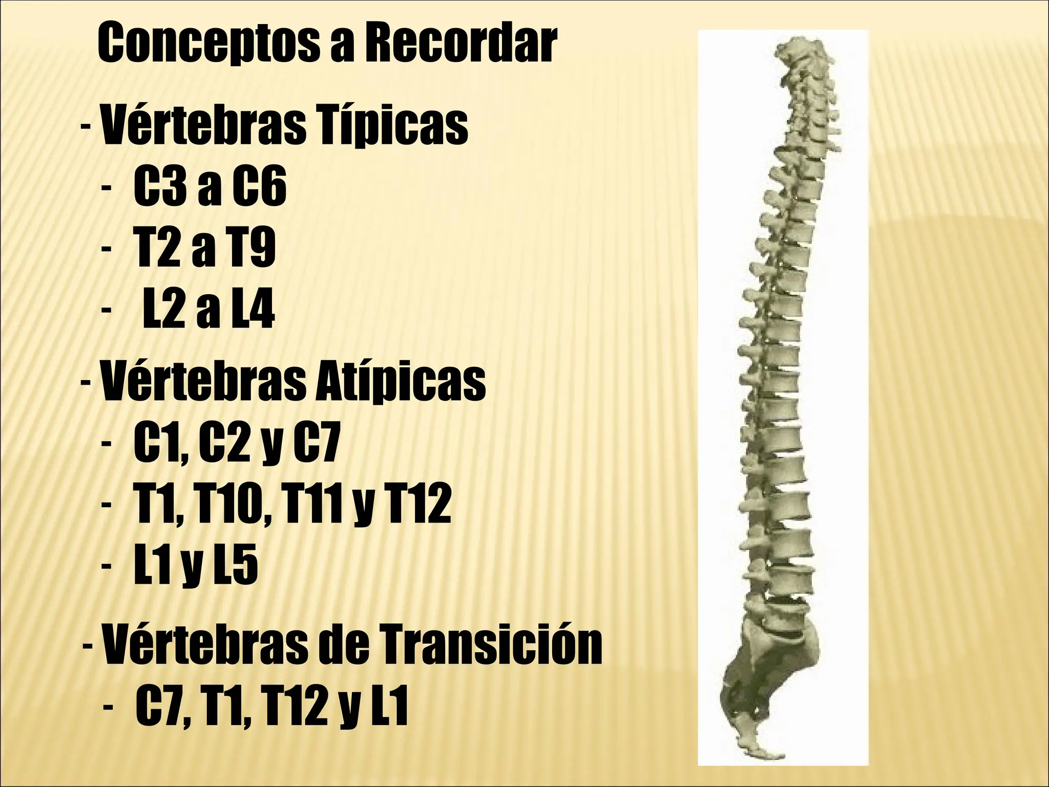 Anatomía de la Columna vertebral y Médula Espinal.ppt